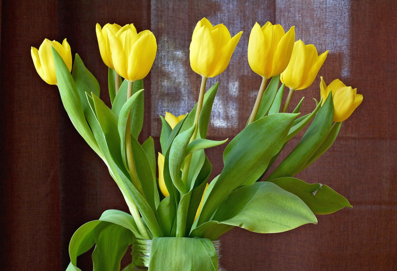What Your Fresh-Cut Flowers Want You To Know! – starrcreative