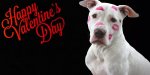 Puppy Love on Valentines Day – starrcreative