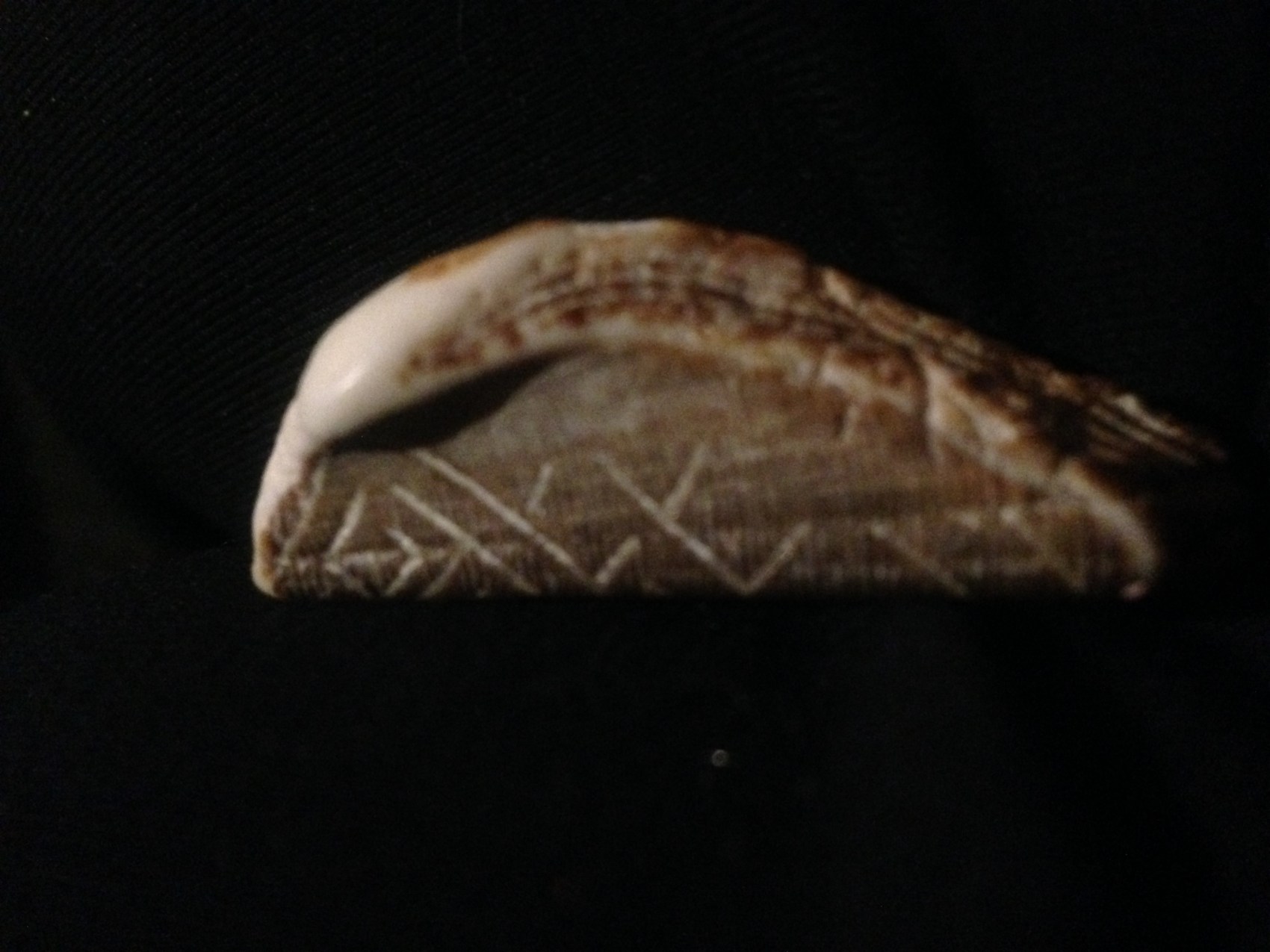 A Mysterious Shell With Ancient Script – starrcreative
