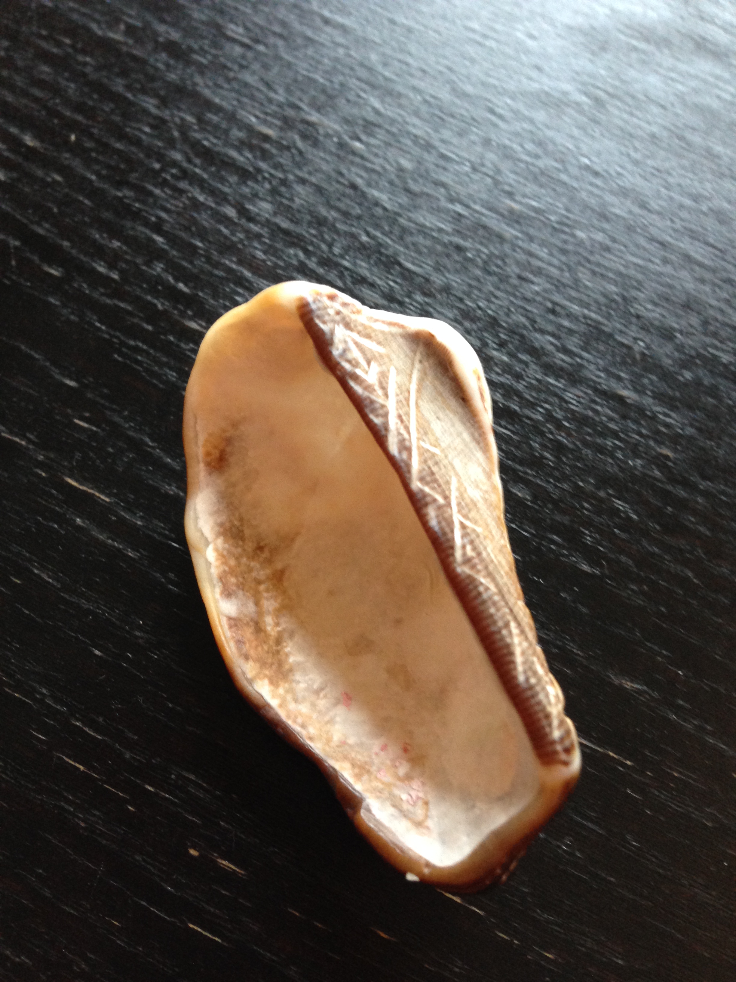 A Mysterious Shell With Ancient Script – starrcreative