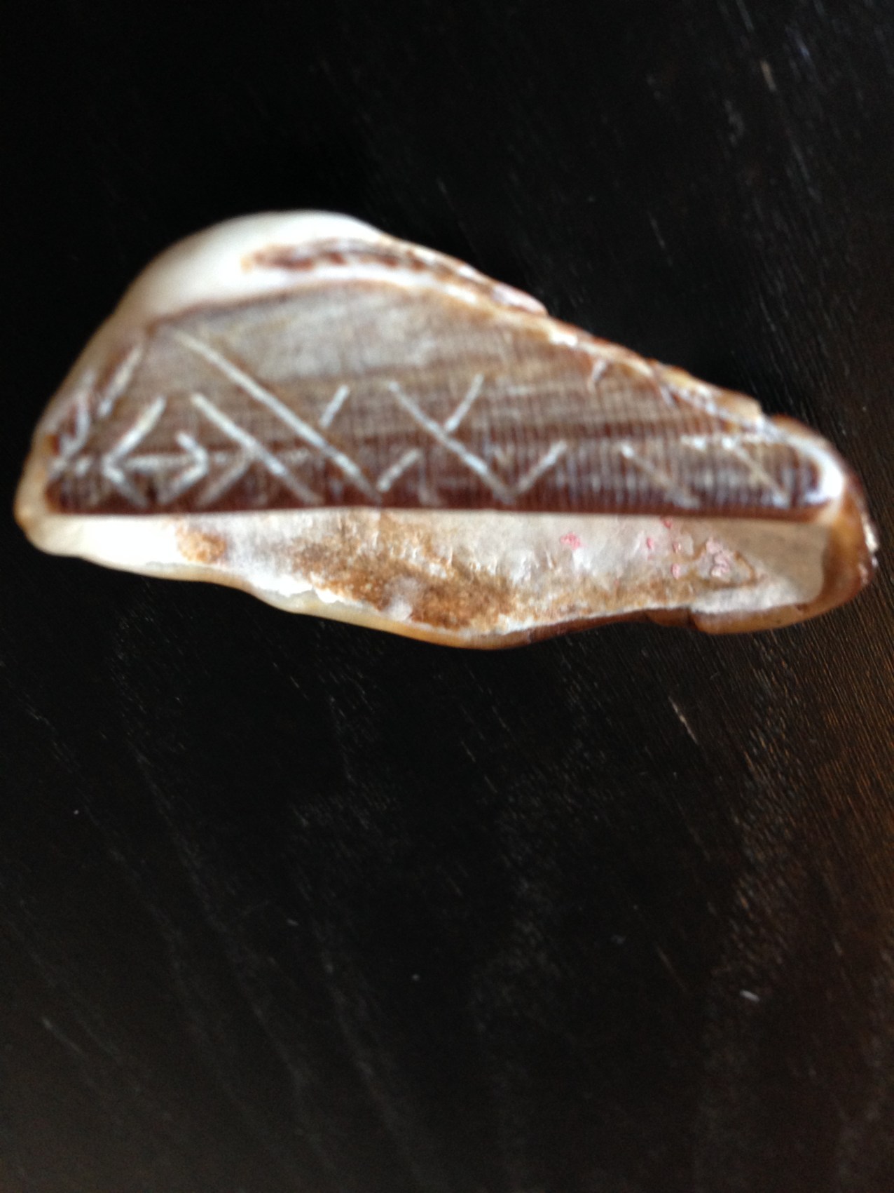 A Mysterious Shell With Ancient Script – starrcreative